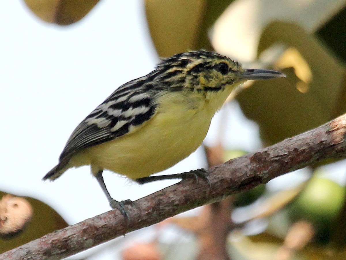 Sclater's Antwren - Myrmotherula sclateri - Birds of the World