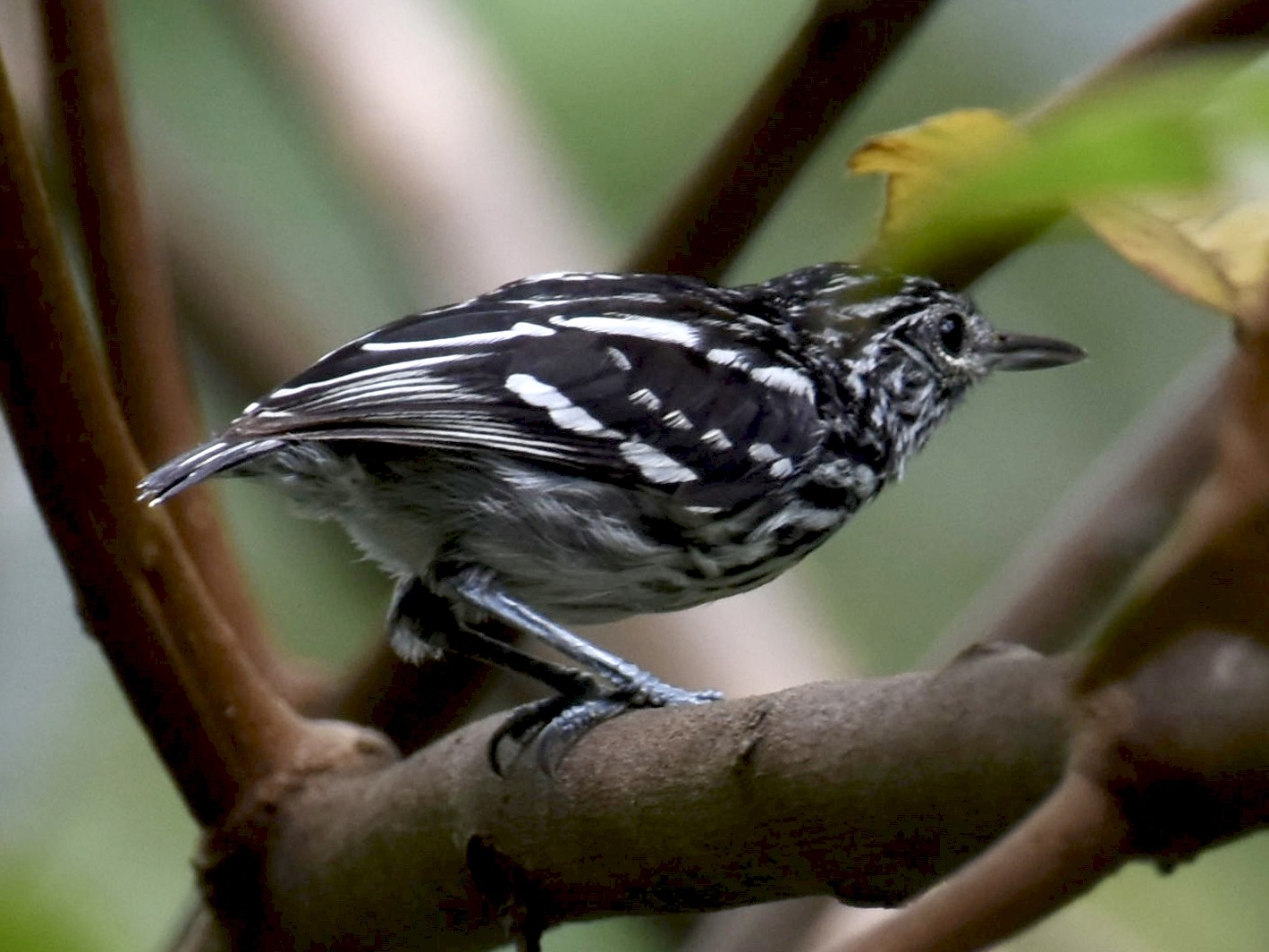 Amazonian Streaked-Antwren - eBird