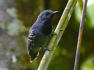 Long-winged Antwren - eBird