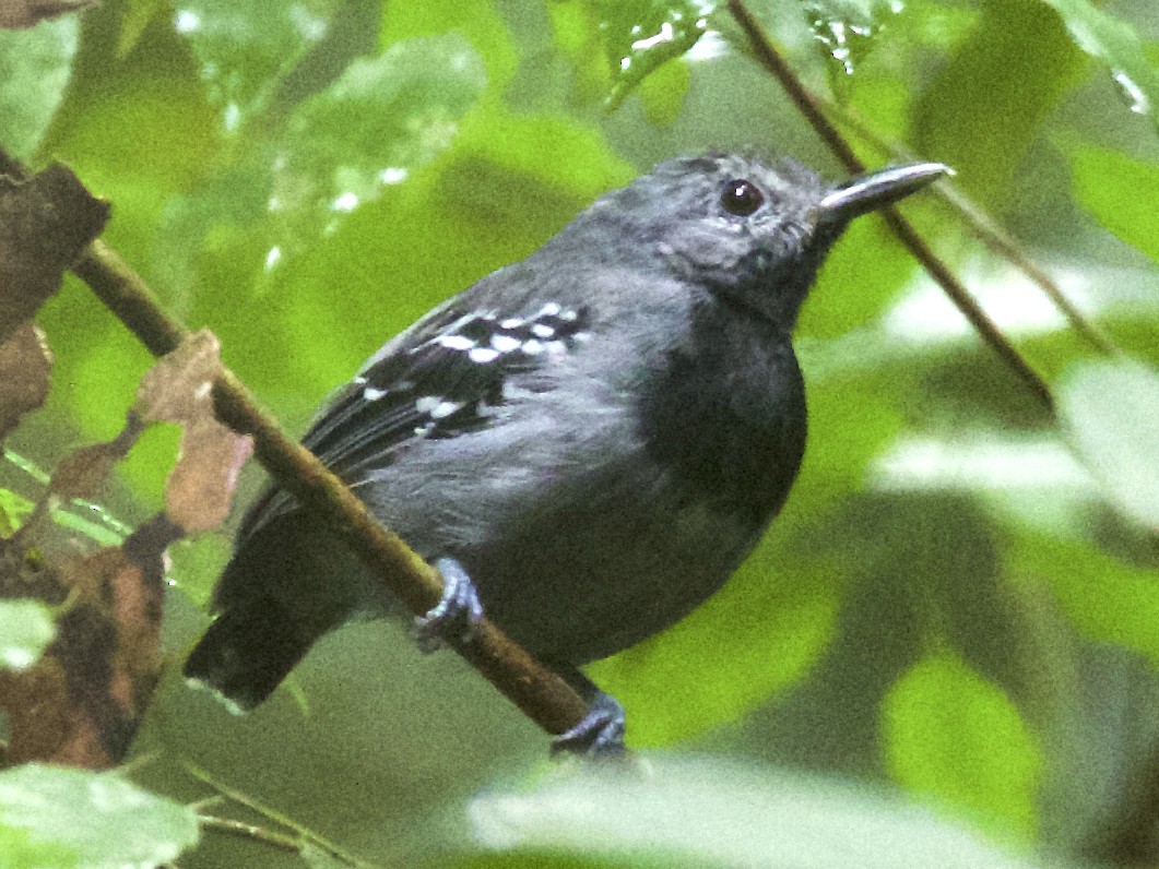 Long-winged Antwren - Myrmotherula longipennis - Birds of the World