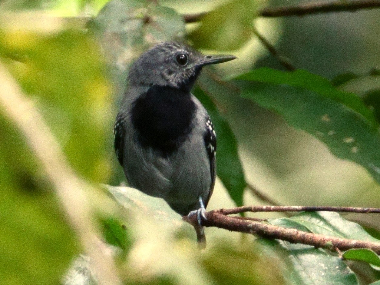 Long-winged Antwren - eBird