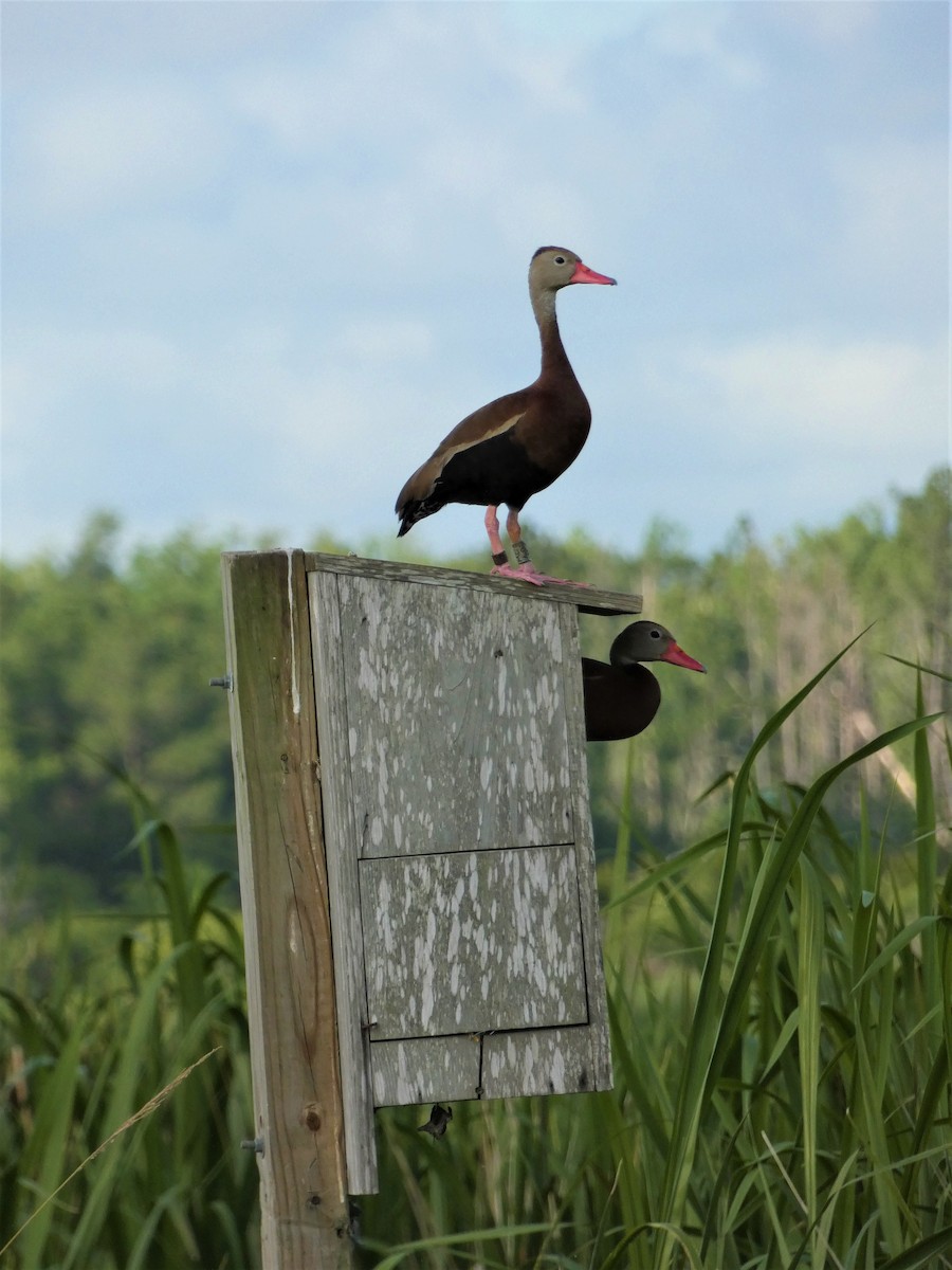 eBird Checklist - 18 Jun 2019 - Altamaha WMA--Butler Island - 19 species