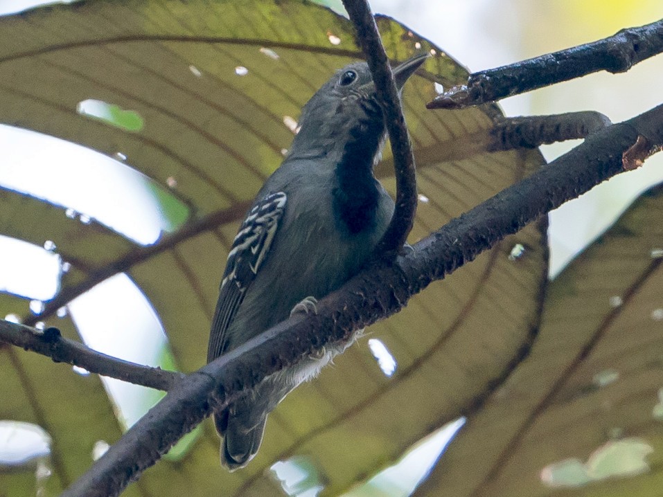 Gray Antwren - eBird