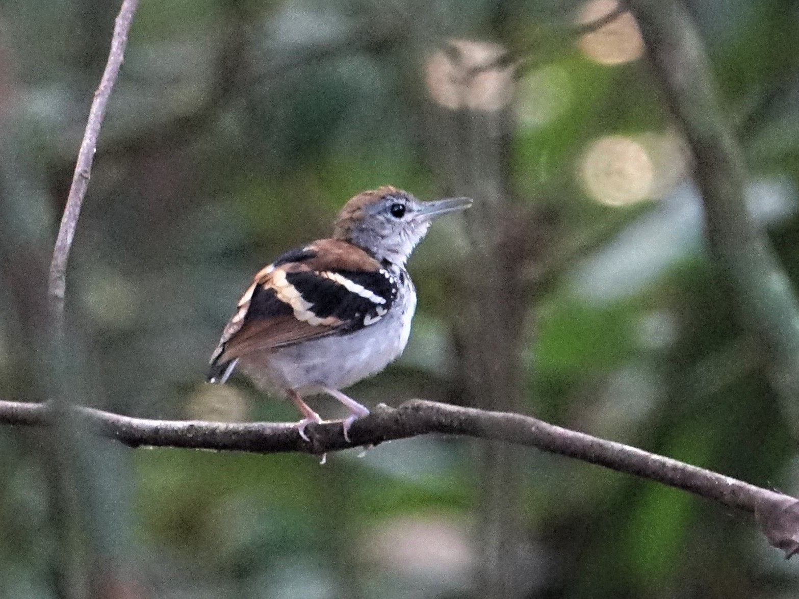 Banded Antbird - eBird