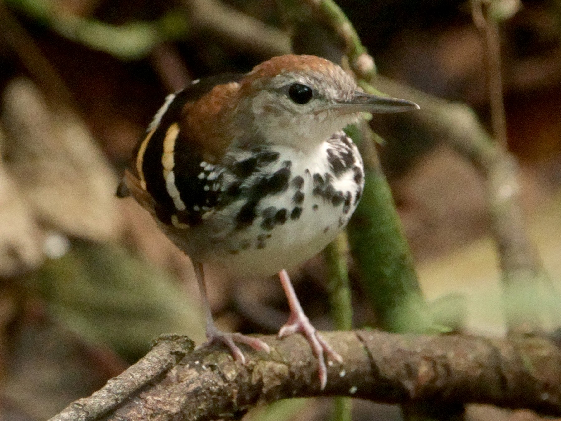 Banded Antbird - eBird