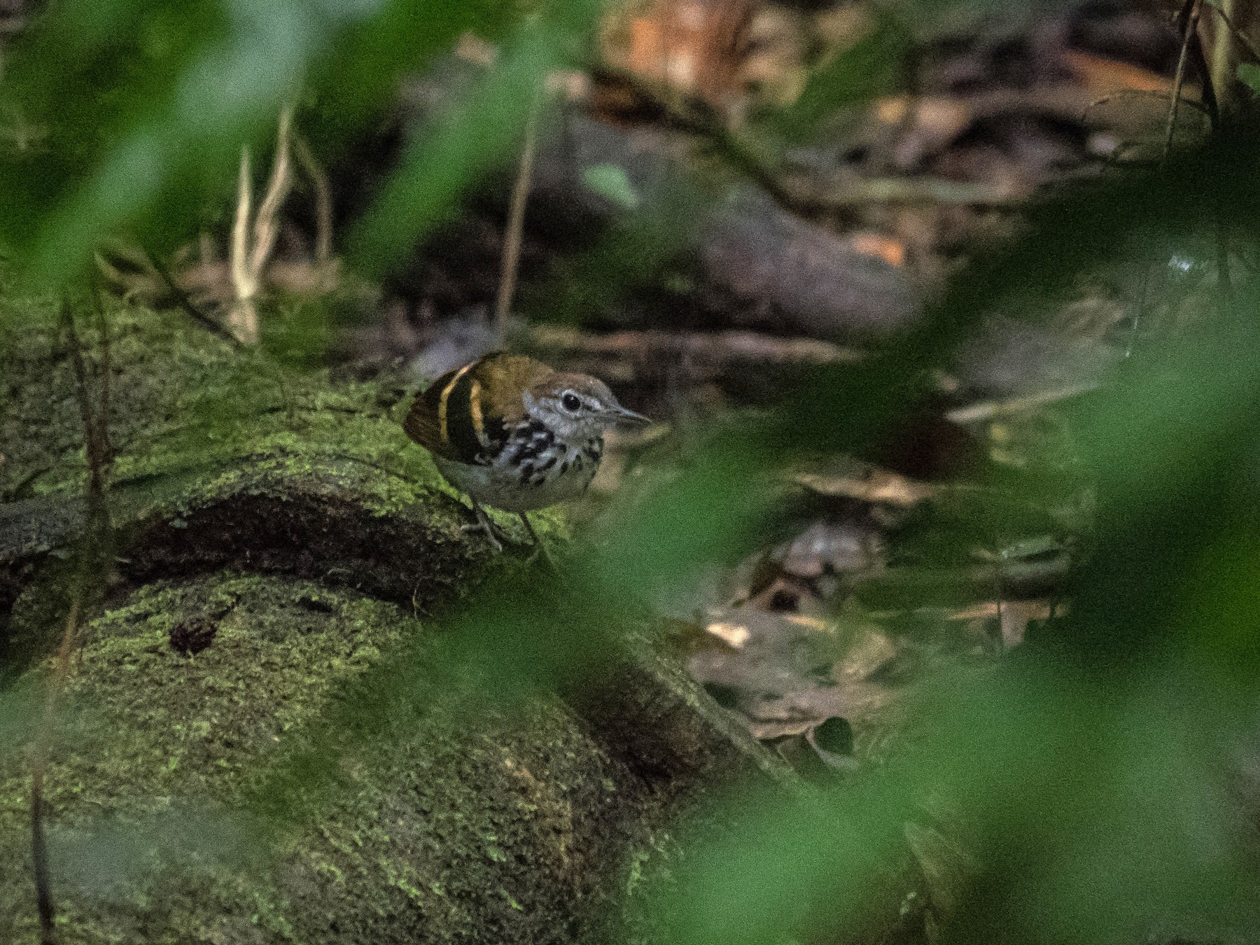 Banded Antbird - eBird