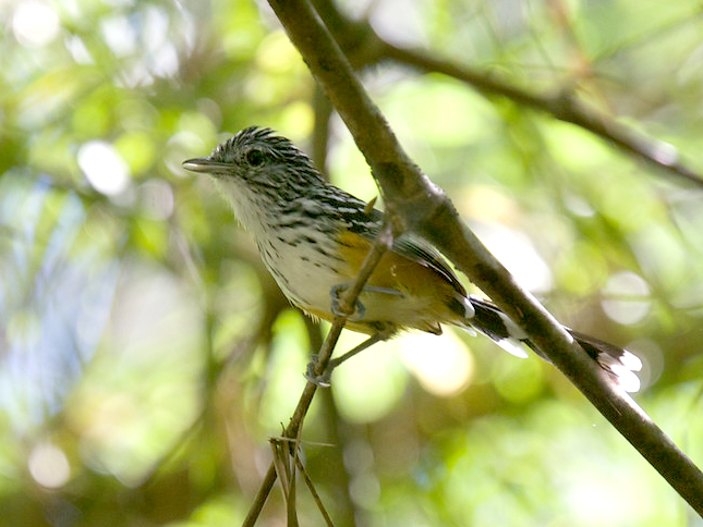 Striated Antbird - eBird
