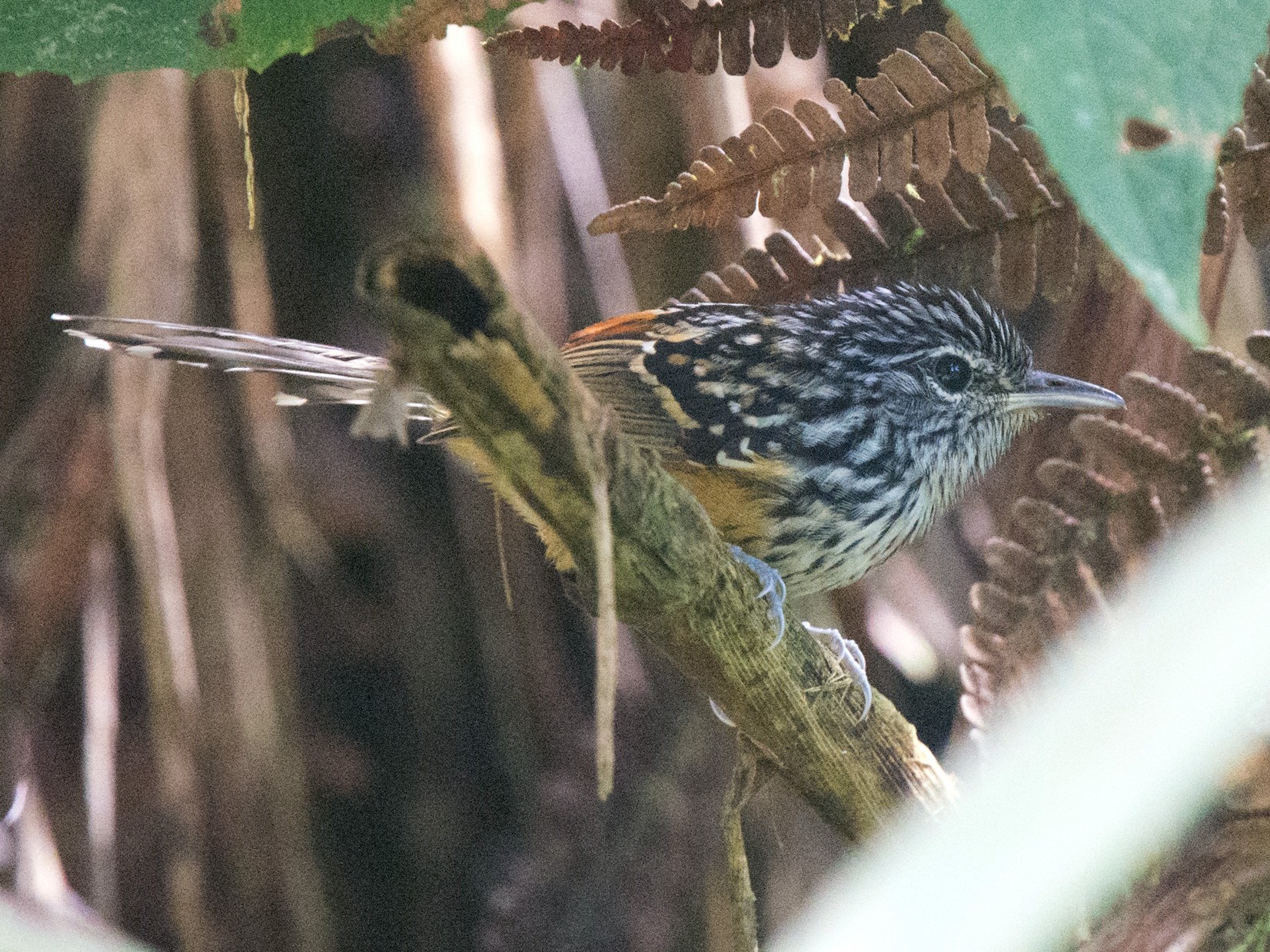 Striated Antbird - eBird