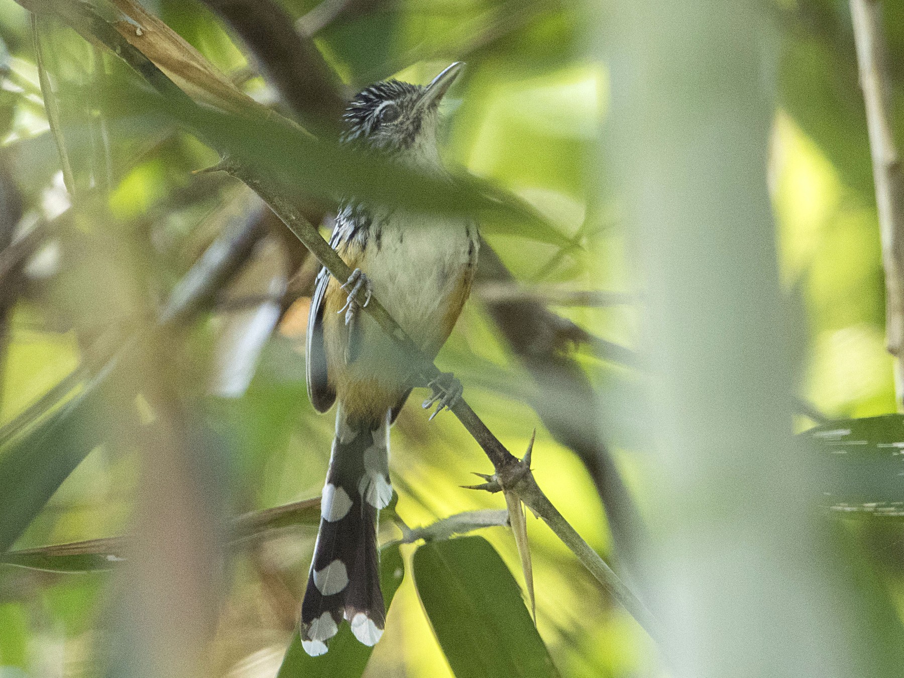 Striated Antbird - eBird