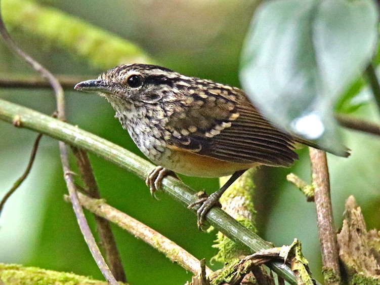 Peruvian Warbling-Antbird - eBird