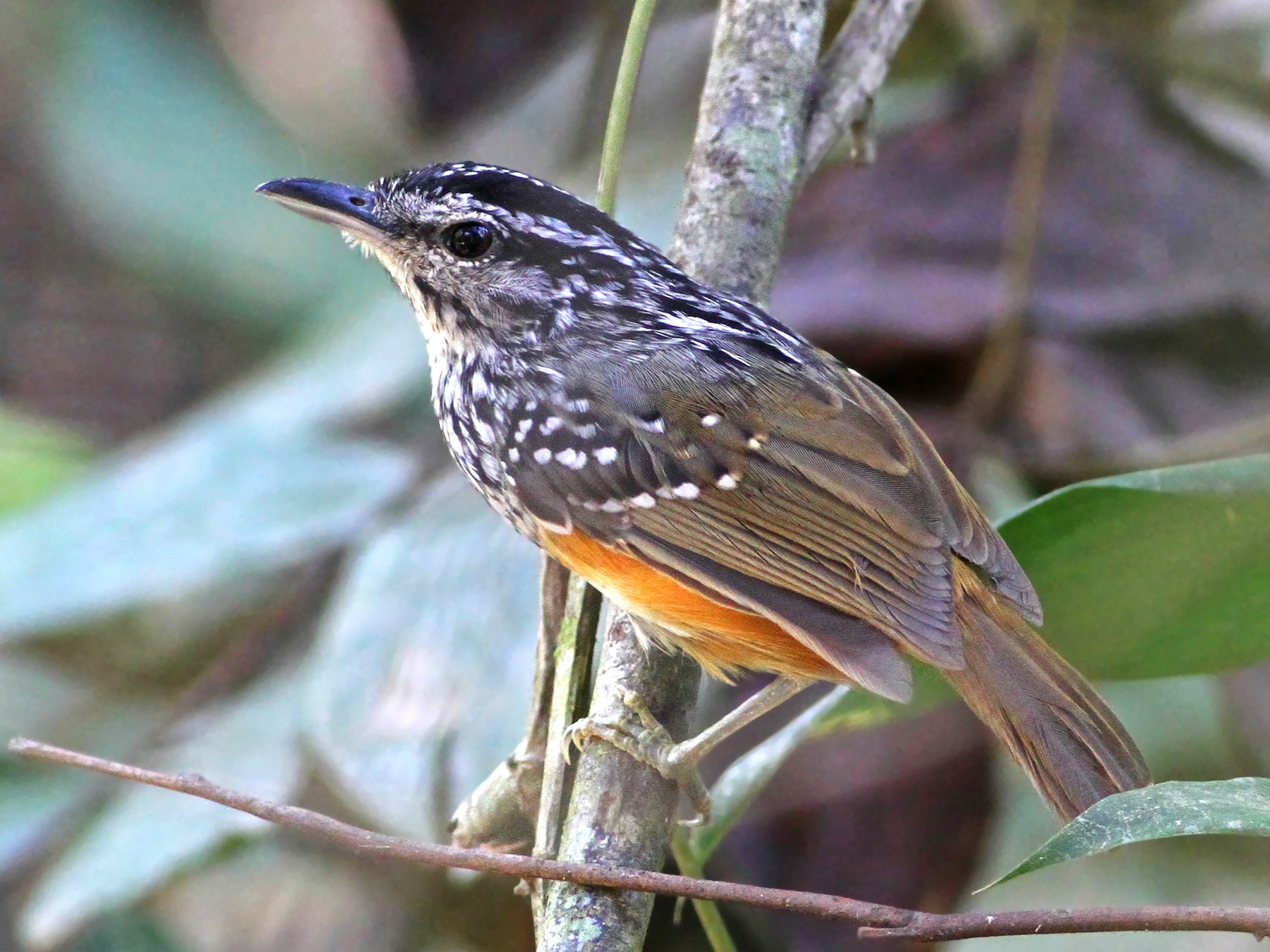 Peruvian Warbling-Antbird - eBird