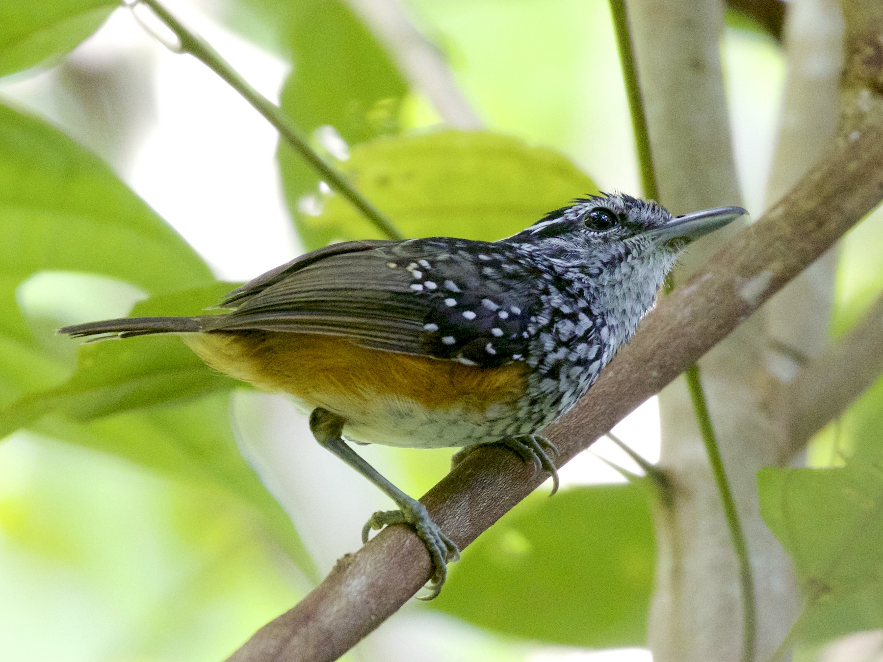 Peruvian Warbling-Antbird - eBird