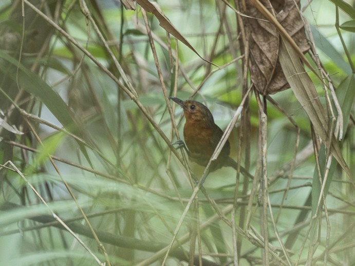 Black Antbird - eBird