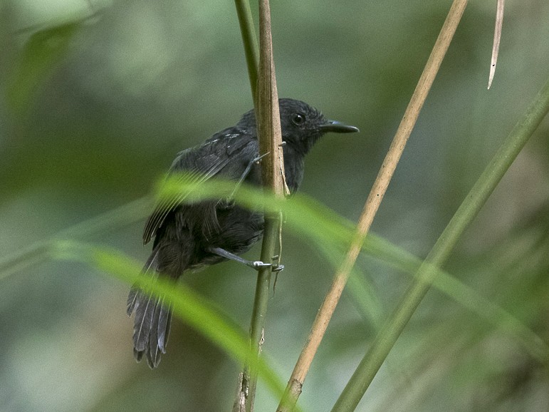 Black Antbird - eBird
