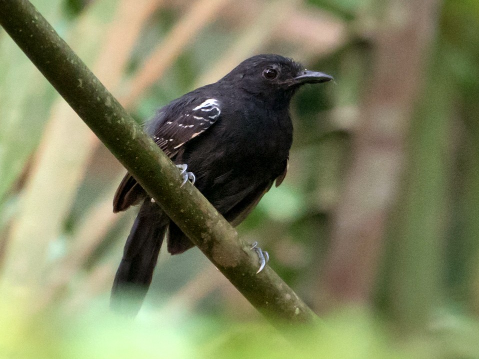 Black Antbird - eBird