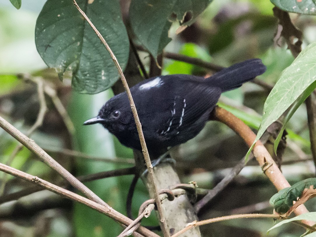 Black Antbird - eBird