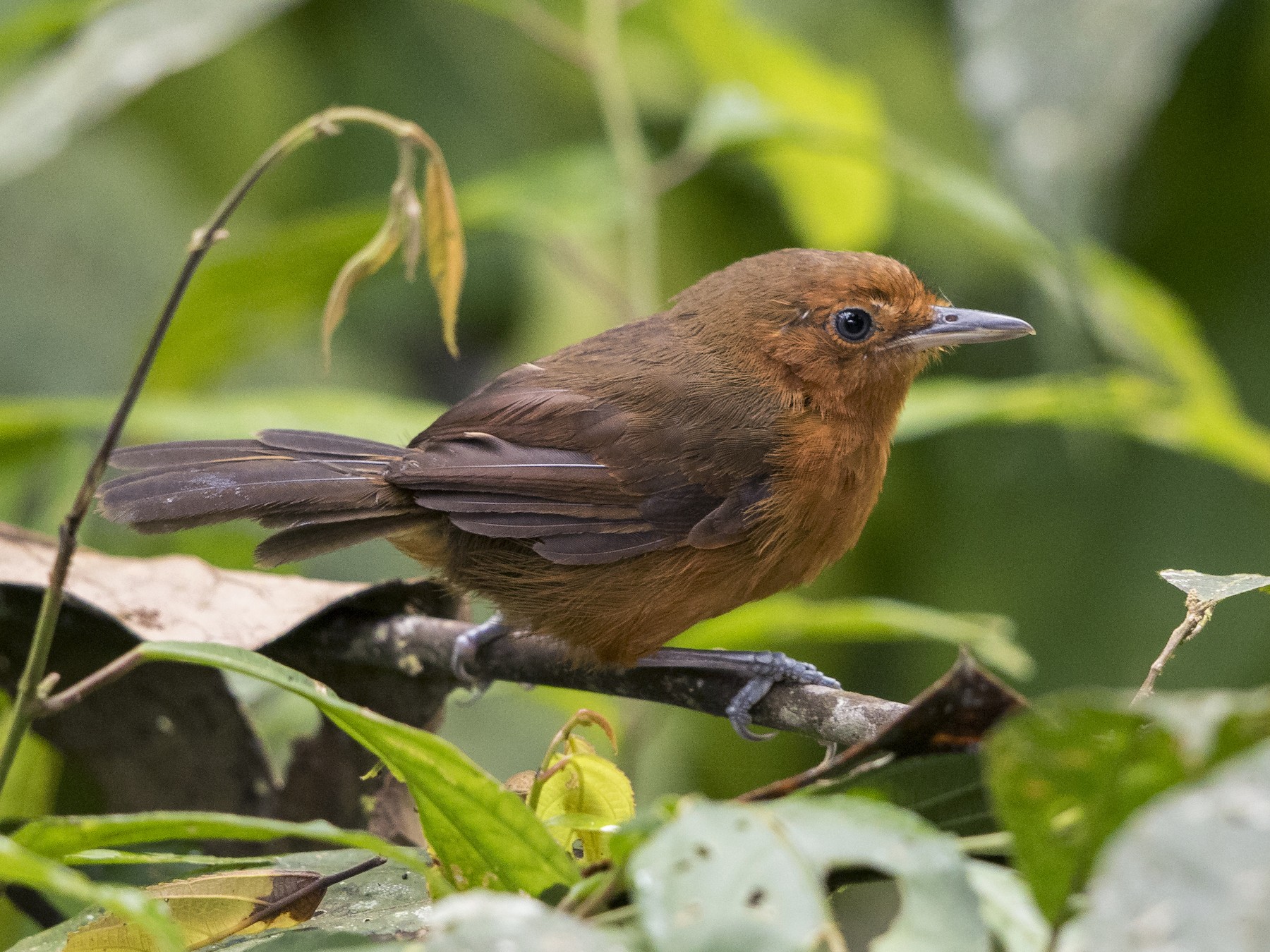 Black Antbird - eBird