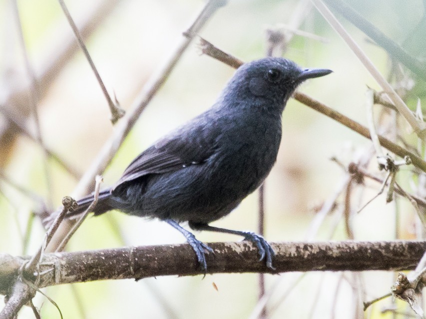Riparian Antbird - eBird