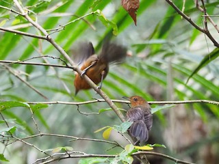 Riparian Antbird - eBird