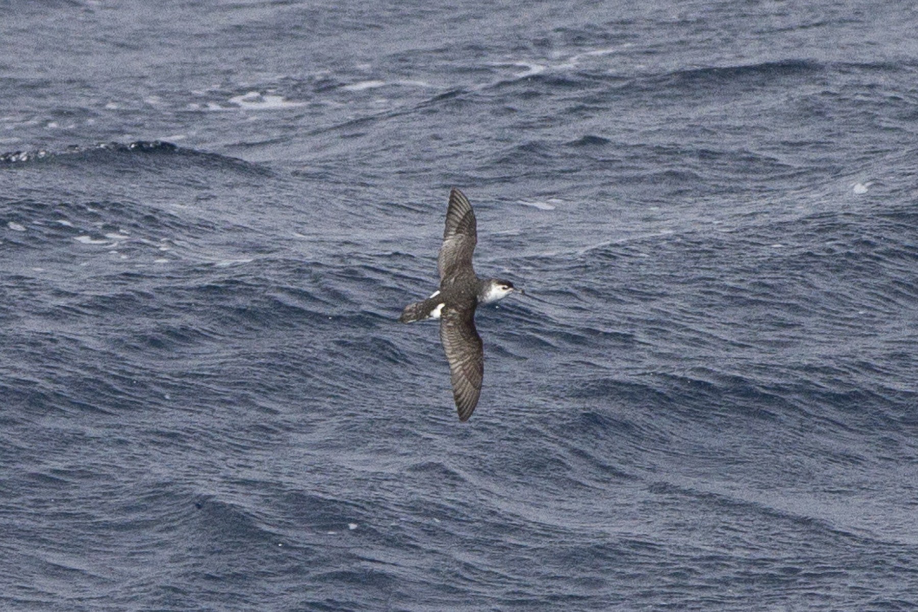 Little Shearwater (West Australian) - eBird
