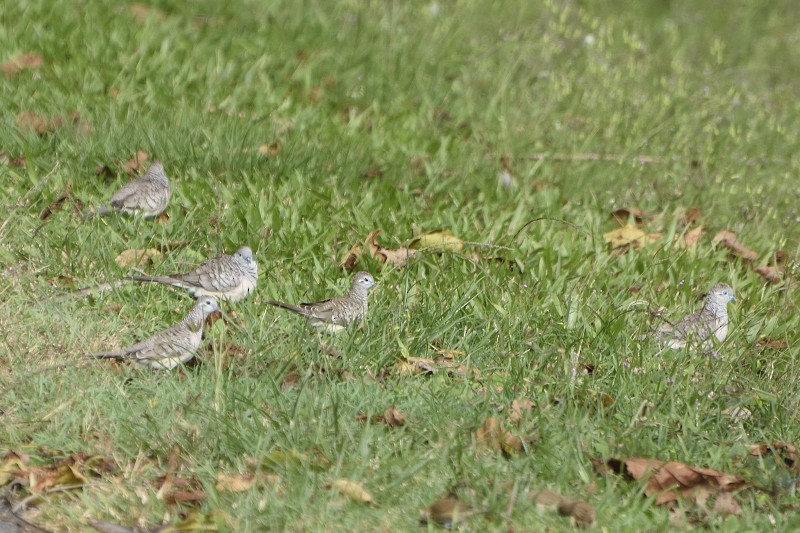 eBird Checklist - 12 Jun 2019 - Dillon Rd, Barron, Cairns - 21 species