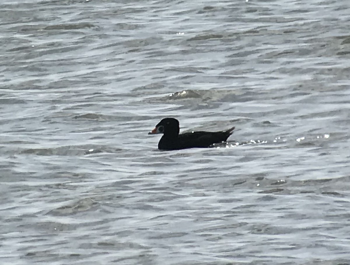 eBird Checklist - 22 Jun 2019 - Anastasia SP - 8 species