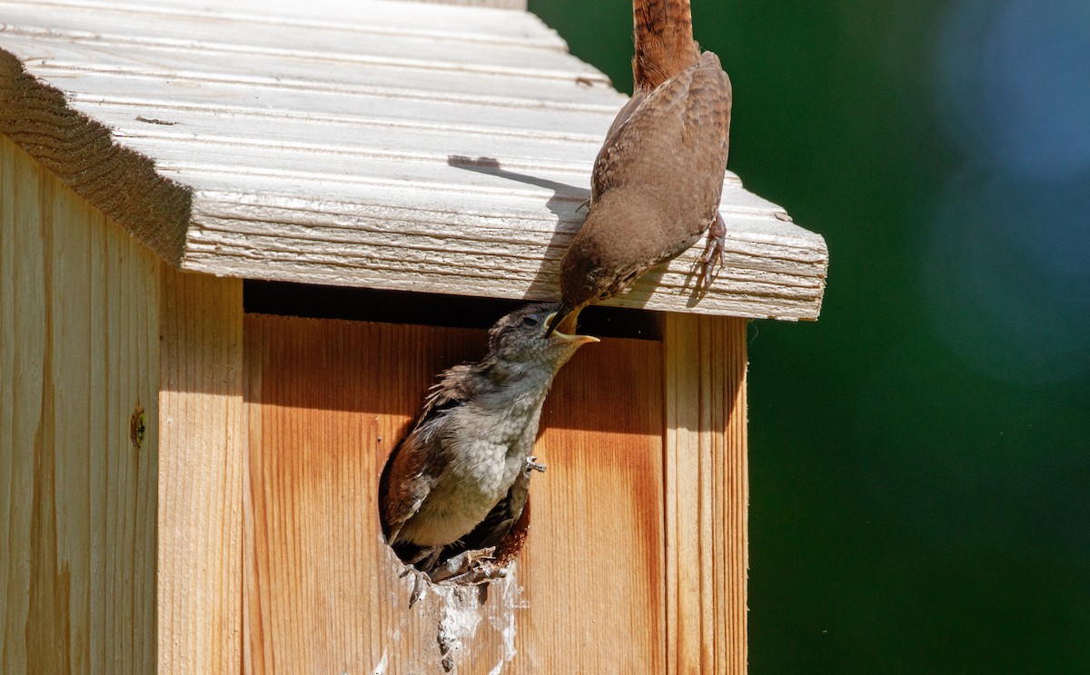 When to Use Breeding Codes - New York Breeding Bird Atlas