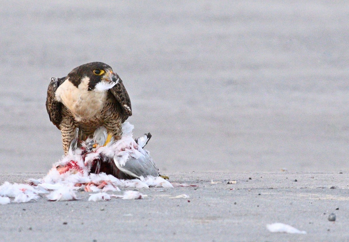 eBird Checklist - 26 Jun 2019 - HVGB--Main Dock area - 3 species
