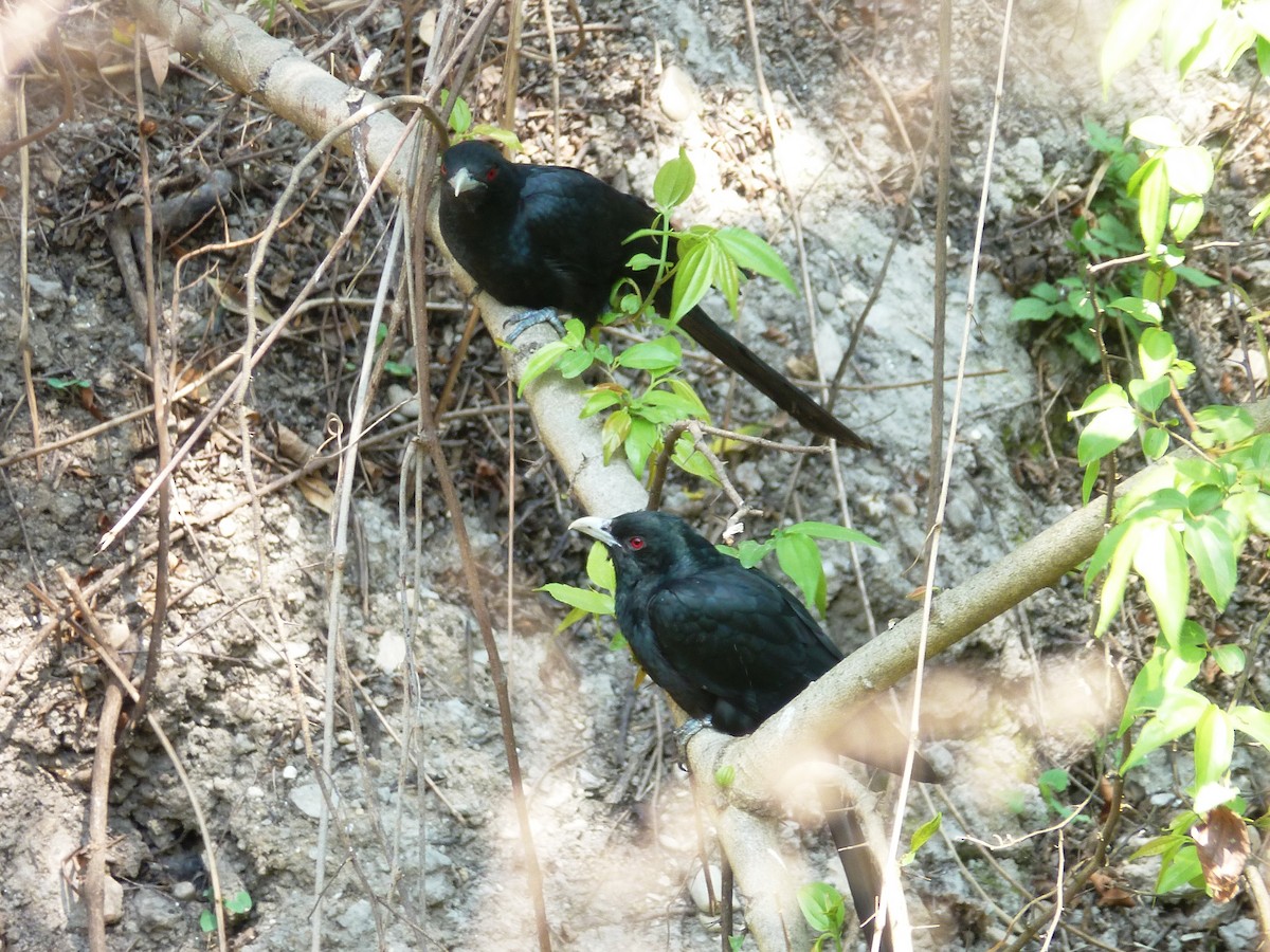 eBird India Checklist - 10 Apr 2013 - Arend's Batsala Devi-Bagmati ...