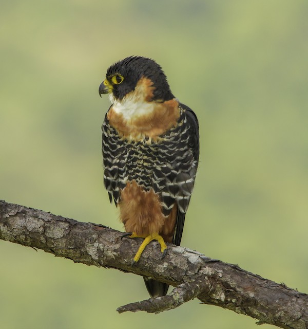 Red Chested Falcon