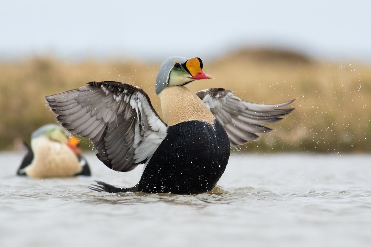 King Eider - Somateria spectabilis - Media Search - Macaulay Library and eBird
