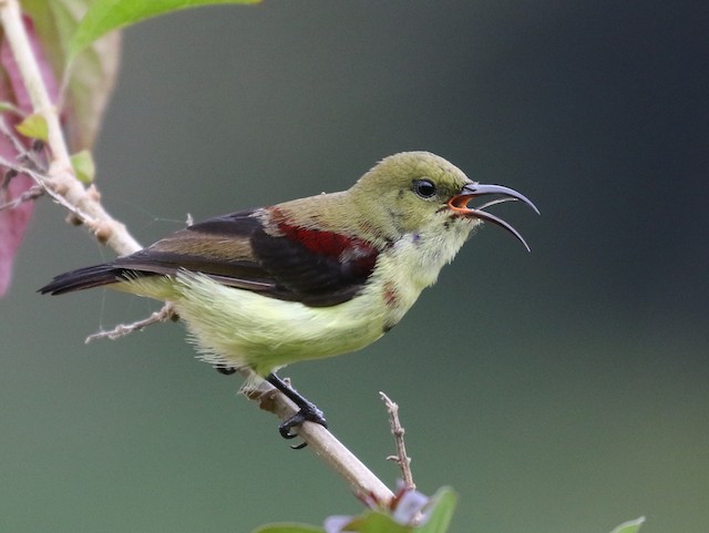 India - eBird