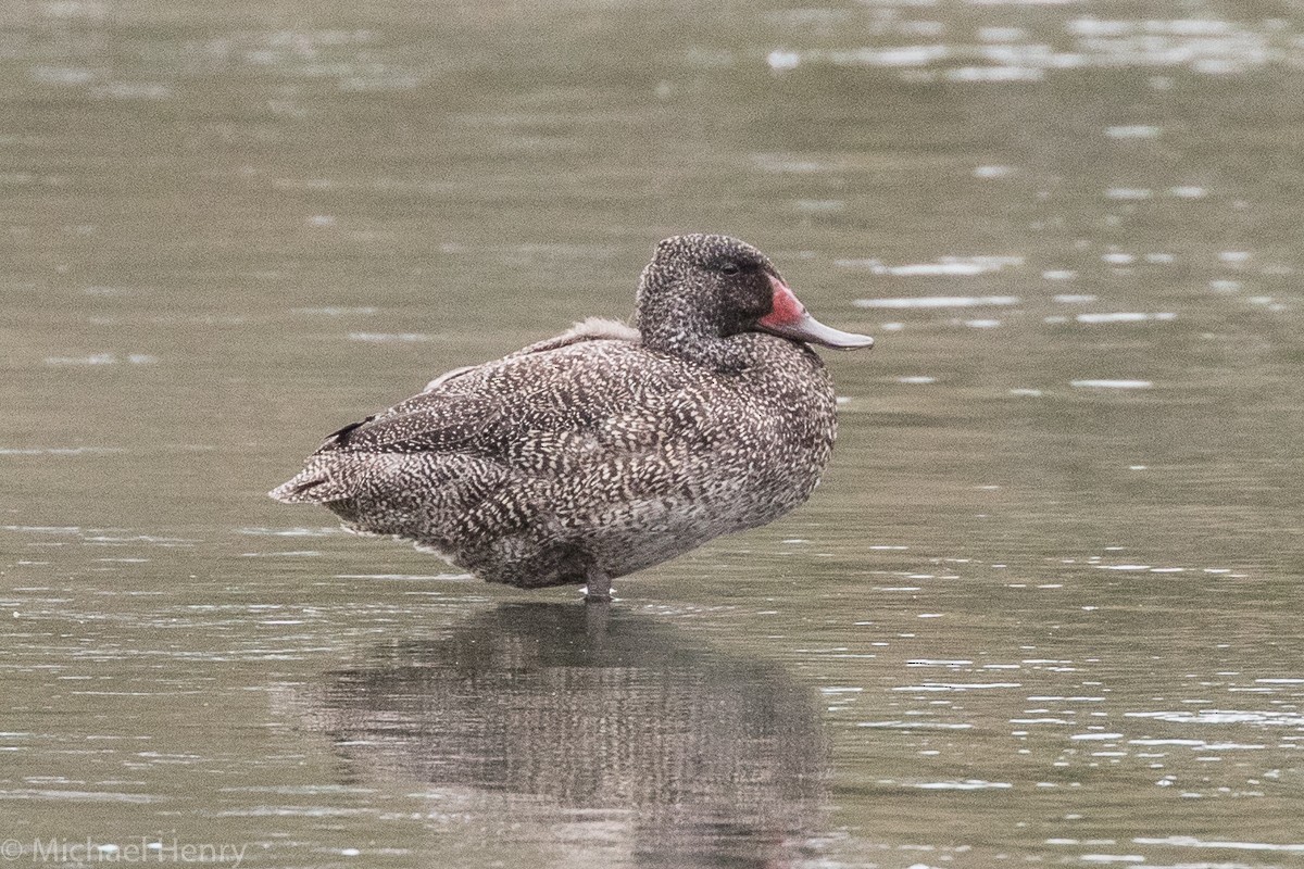 eBird Checklist - 19 Oct 2017 - Laratinga Wetlands - 38 species
