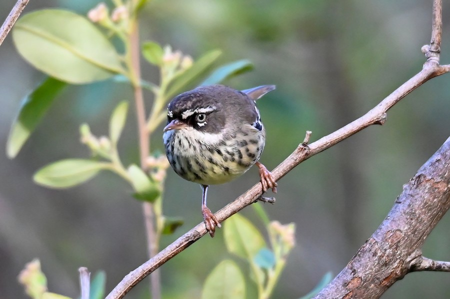 White-browed Scrubwren (Spotted) - eBird