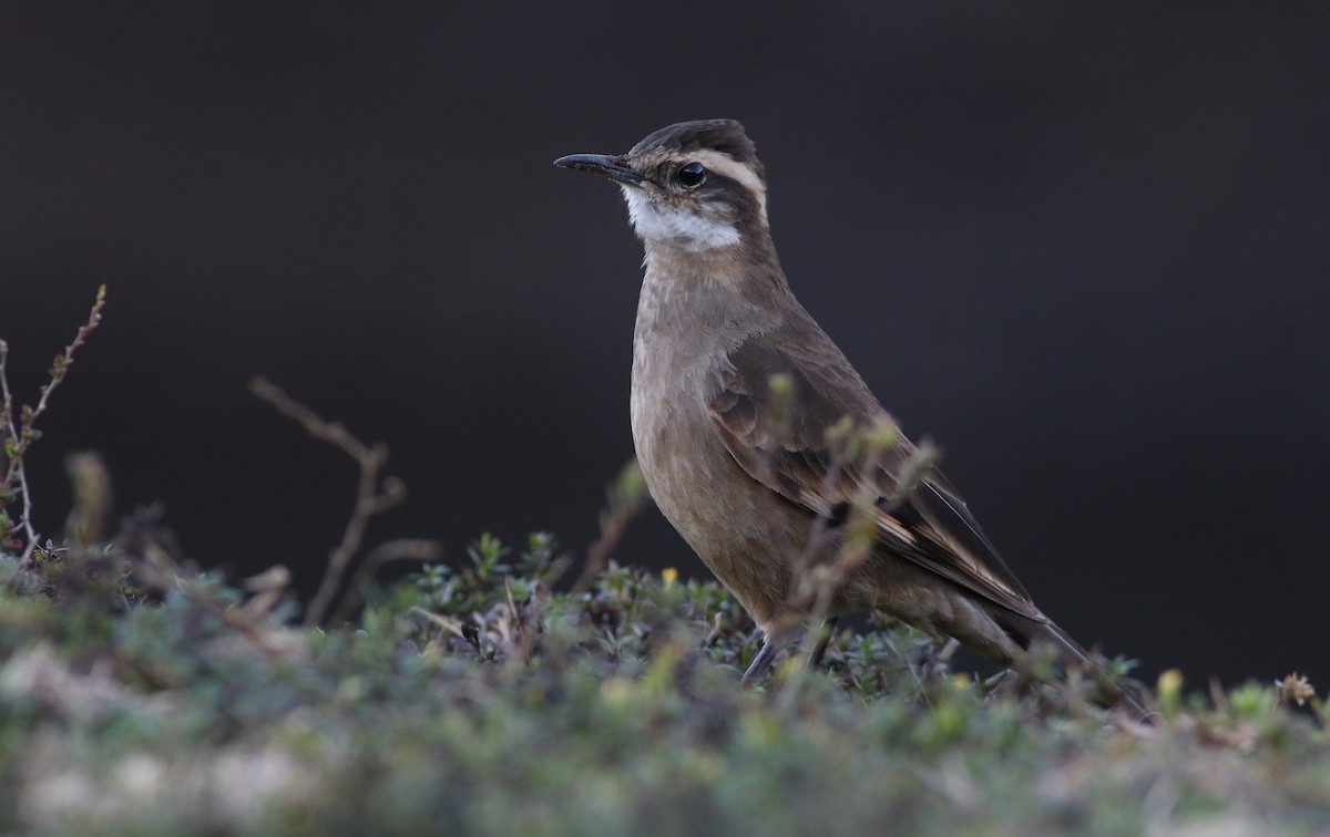 Long-tailed Cinclodes (Cipo) - eBird
