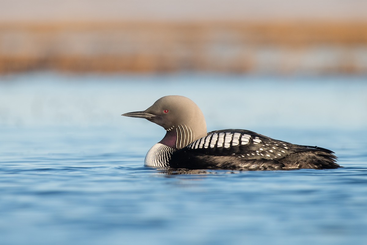 Pacific Loon - Gavia pacifica - Media Search - Macaulay Library and eBird