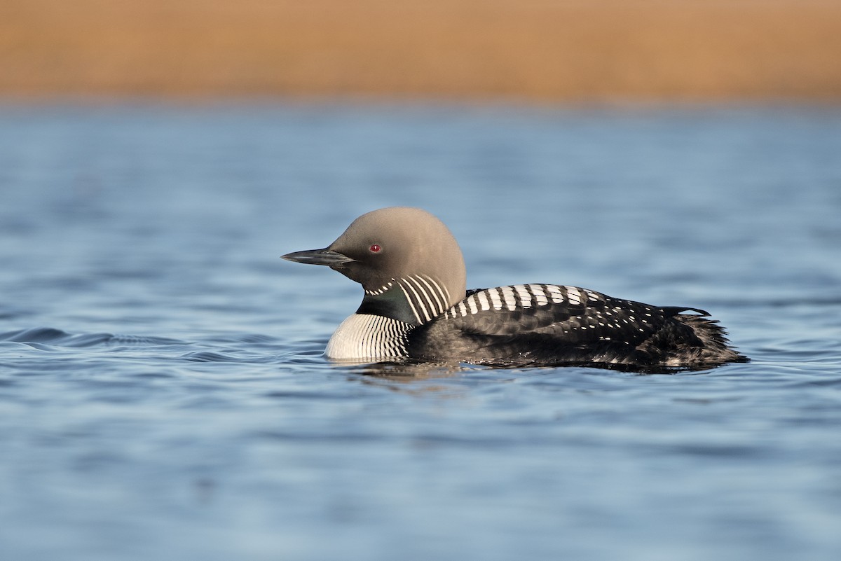 Pacific Loon - Gavia pacifica - Media Search - Macaulay Library and eBird