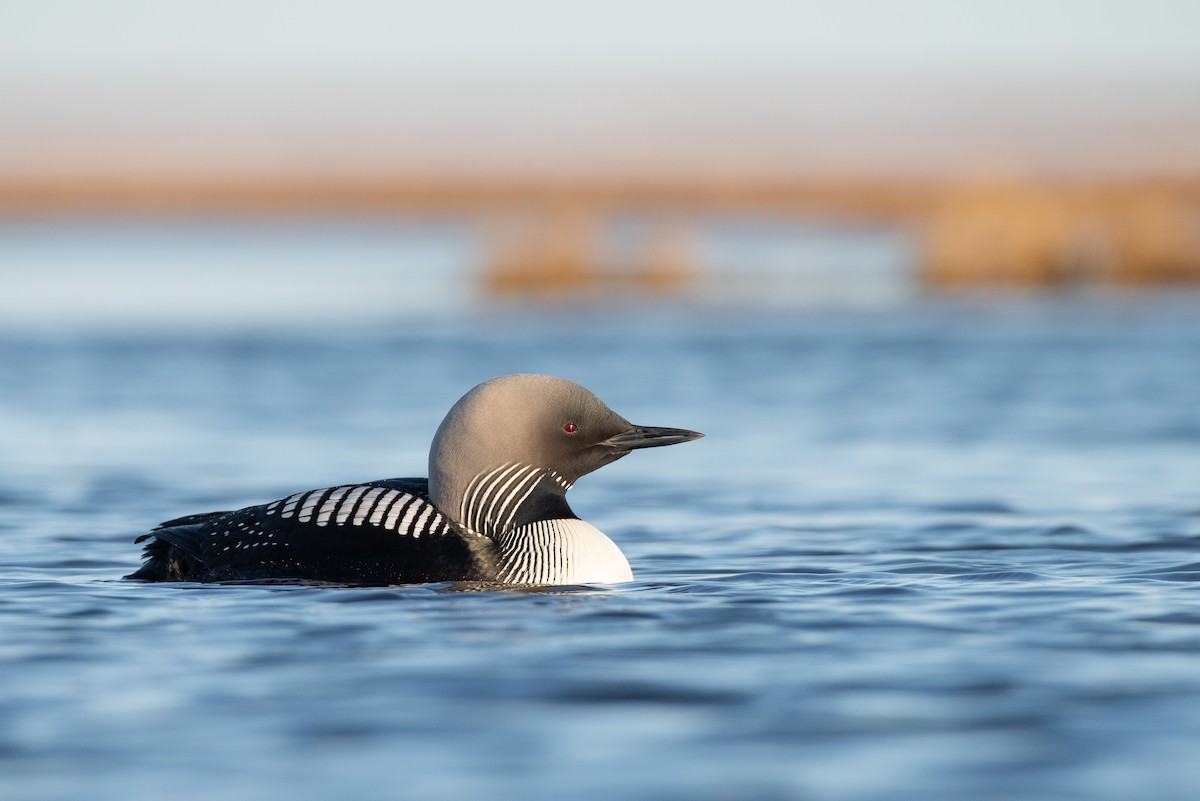 Pacific Loon - Gavia pacifica - Media Search - Macaulay Library and eBird