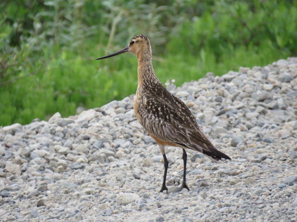 eBird Checklist - 21 Jun 2019 - Nome-Teller Hwy--34 Mile Ridge (MP N34 ...