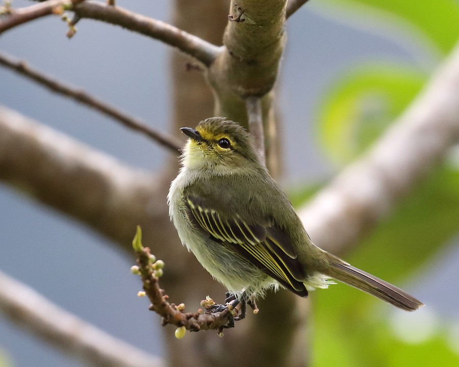 Peruvian Tyrannulet (Amazonas) - eBird