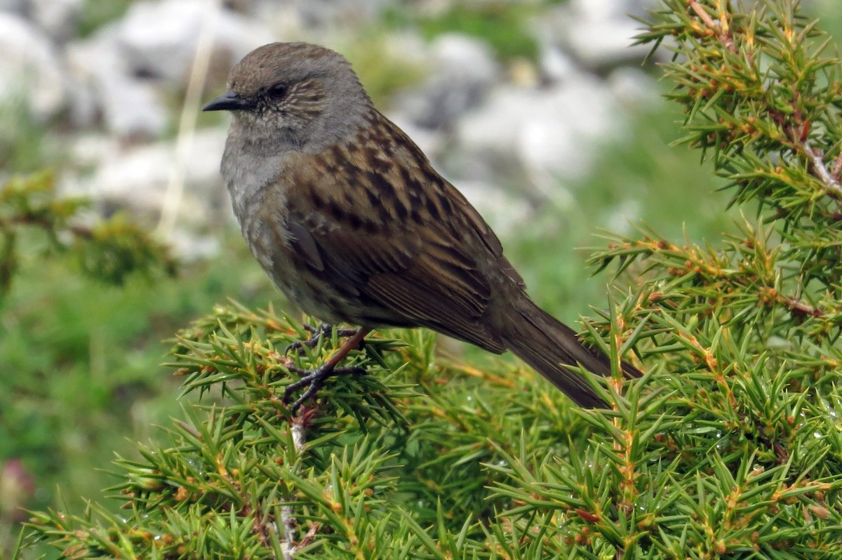 eBird Checklist - 26 May 2019 - Ibón de Acherito - 9 species