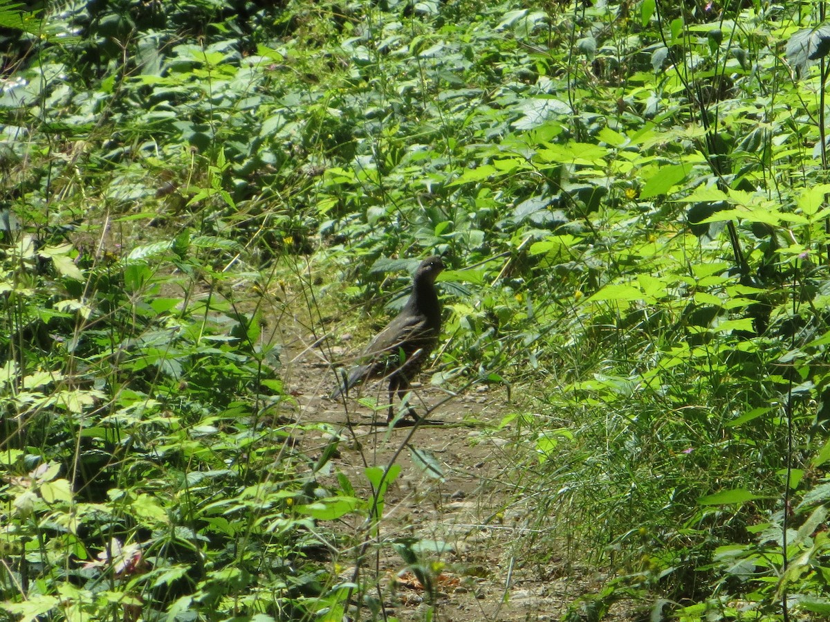 eBird Checklist - 1 Jul 2019 - Spring Lake County Park - 13 species