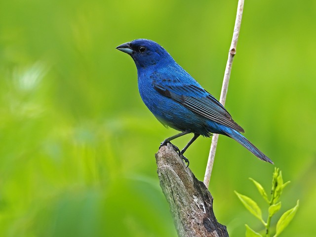 Indigo Bunting Male