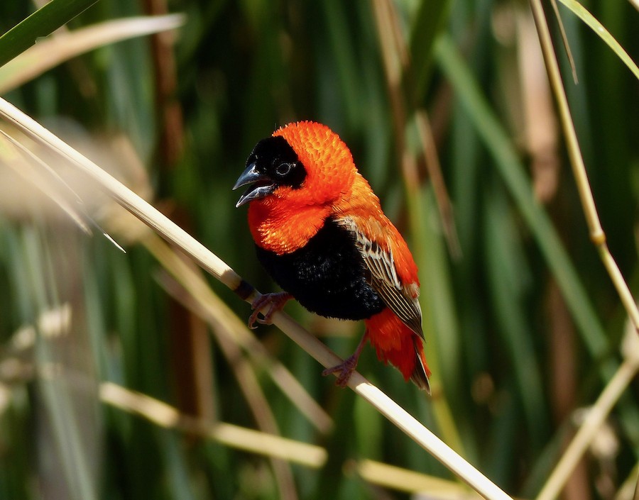 passerine sp. - eBird