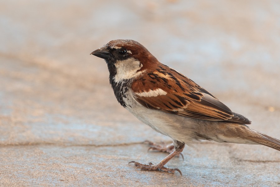 Gorrión Común x Italiano (híbrido) - eBird