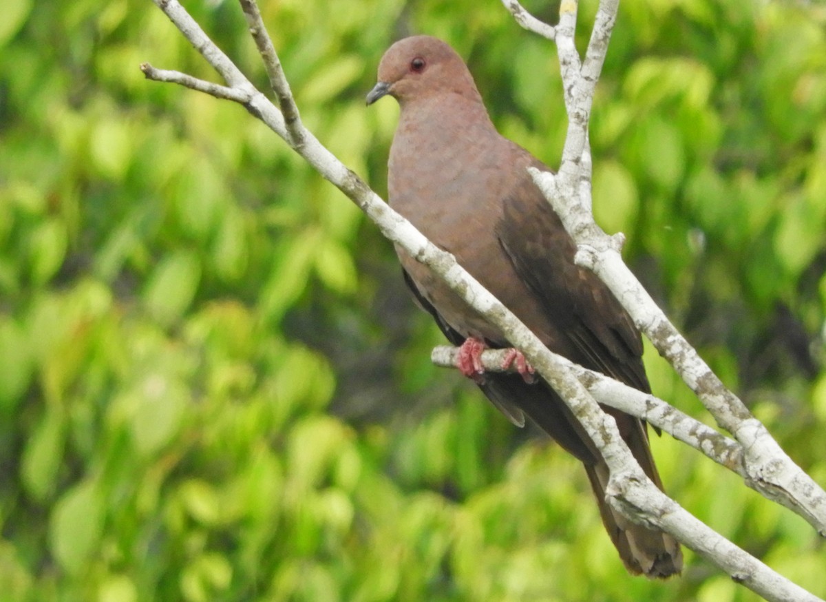 eBird Checklist - 21 Nov 2018 - Manaus--MUSA/Jardim Botânico A. Ducke ...
