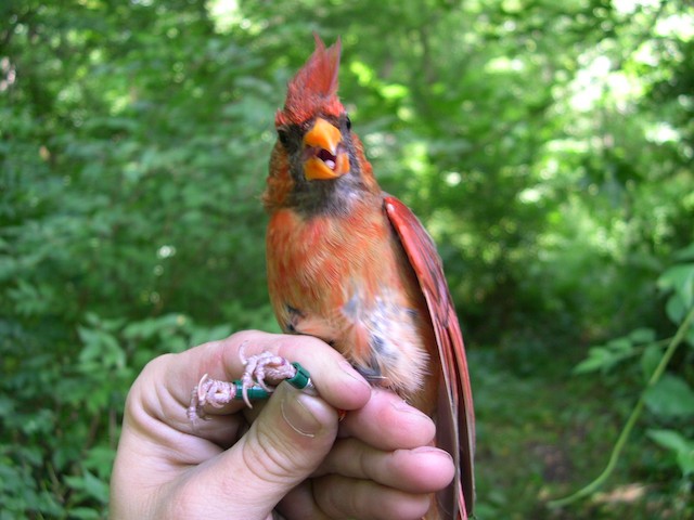 Photos - Northern Cardinal - Cardinalis cardinalis - Birds of the World