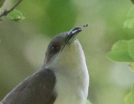 eBird Checklist - 5 Jul 2019 - Hurd State Park - 30 species