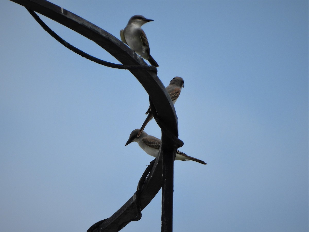 eBird Checklist - 6 Jul 2019 - Mayport Village and vicinity - 10 species