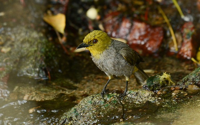 Photos - Yellow-throated Bulbul - Pycnonotus xantholaemus - Birds of ...